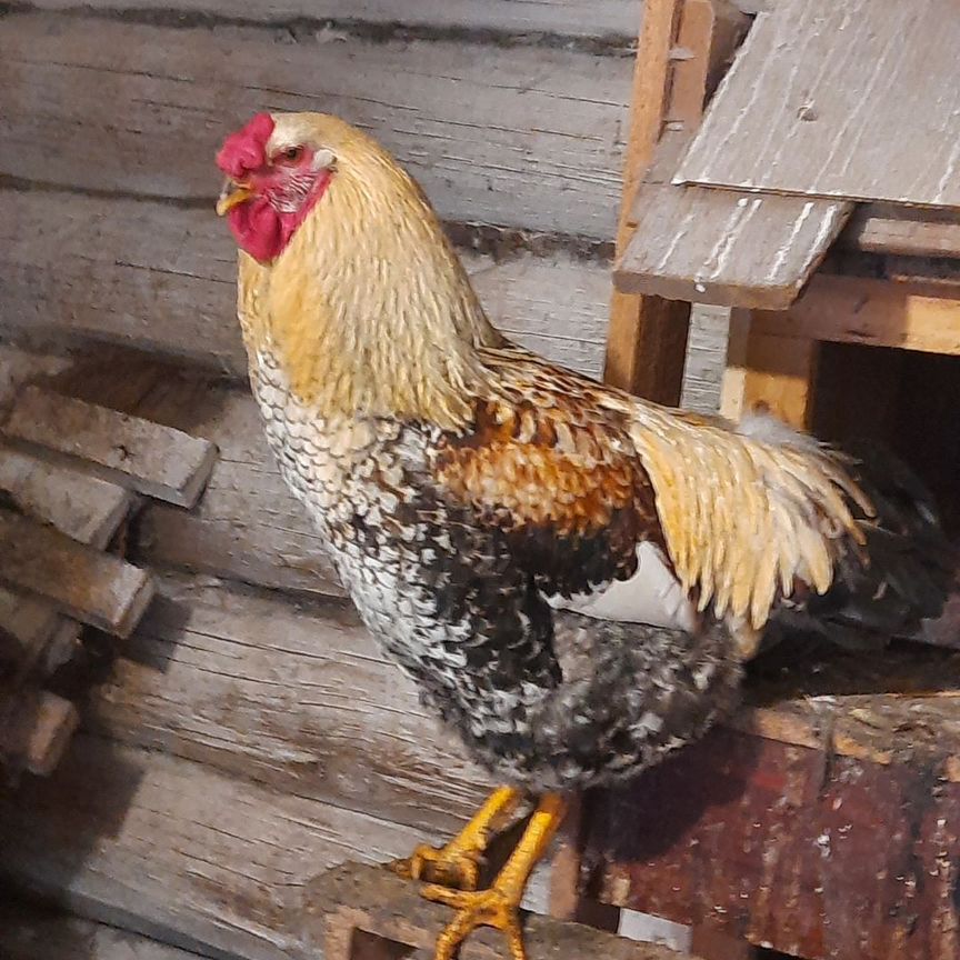 Молодые петухи нижегородская область