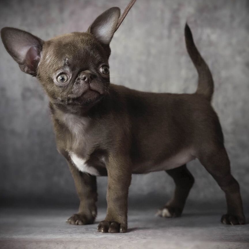 Чихуахуа, щенок