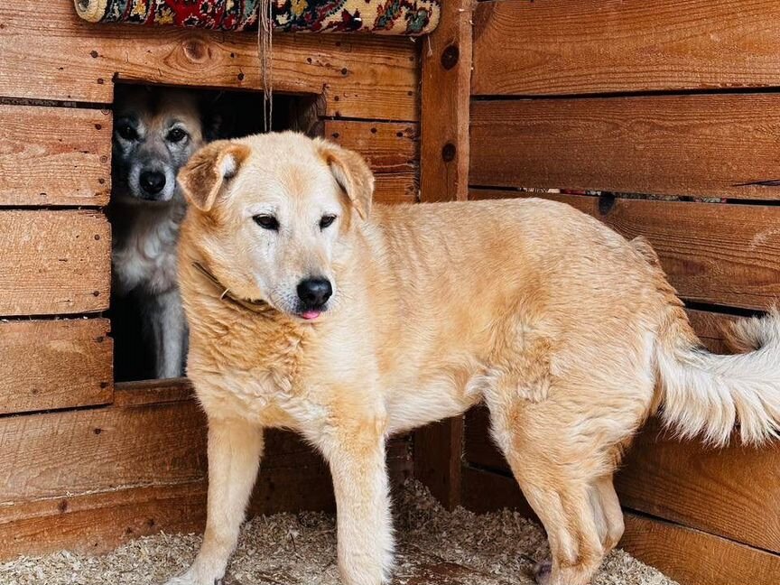 Старушка Ватрушка из приюта ищет дом