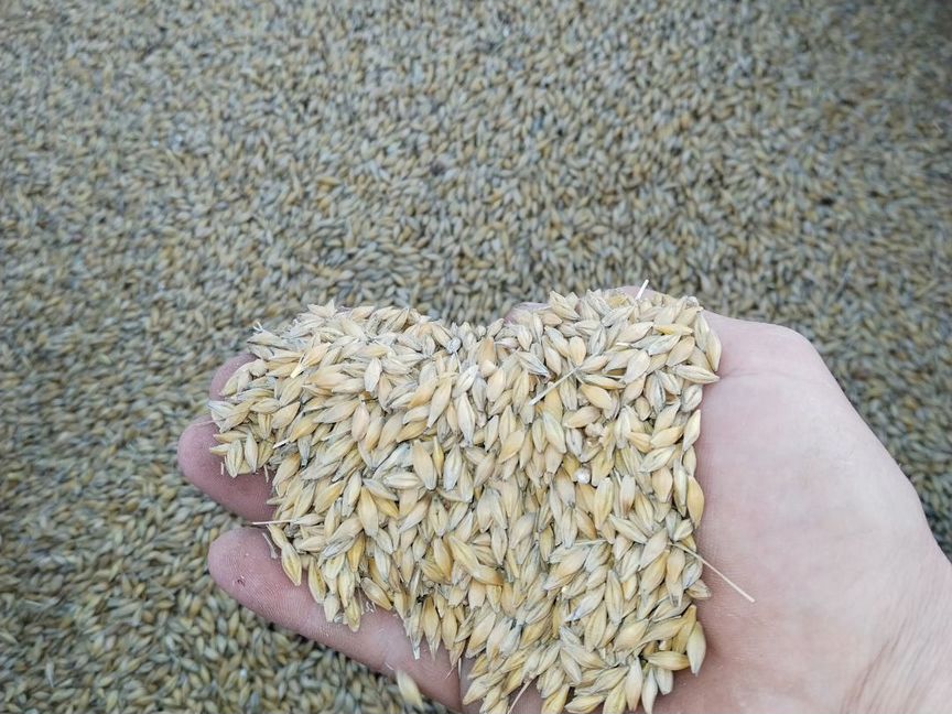 Зерно пшеница, ячмень