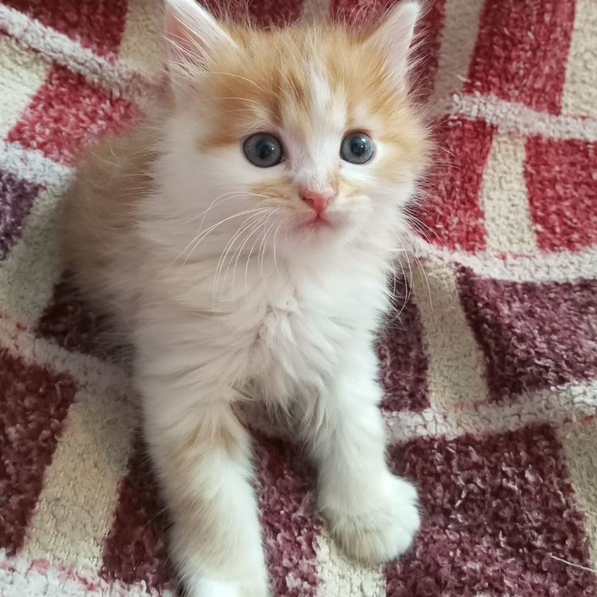 Отдадим котят в добрые руки
