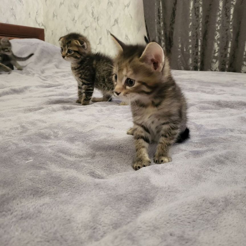 Шотландский прямоухий короткошёрстный котёнок