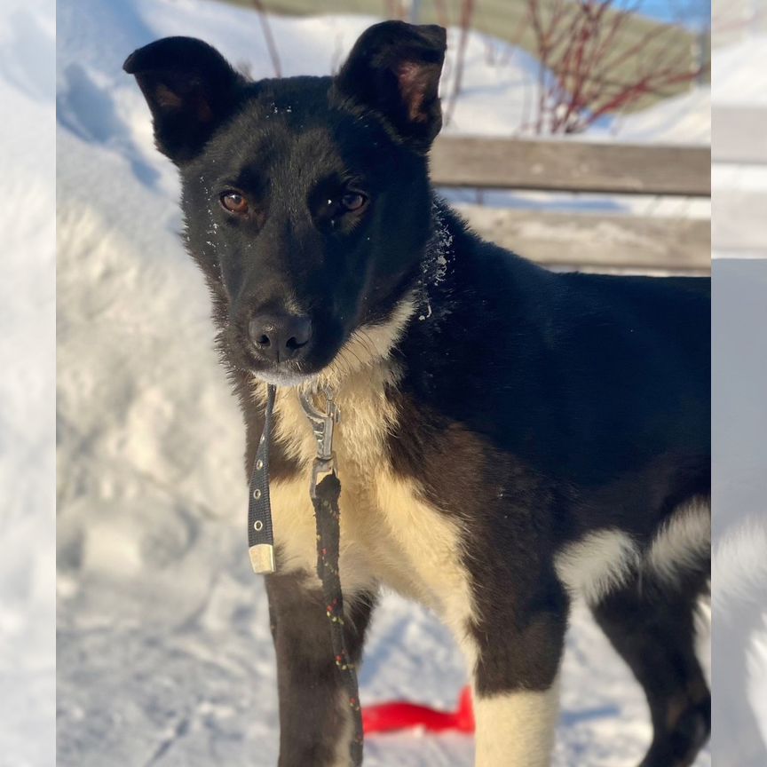 Щенок в добрые руки