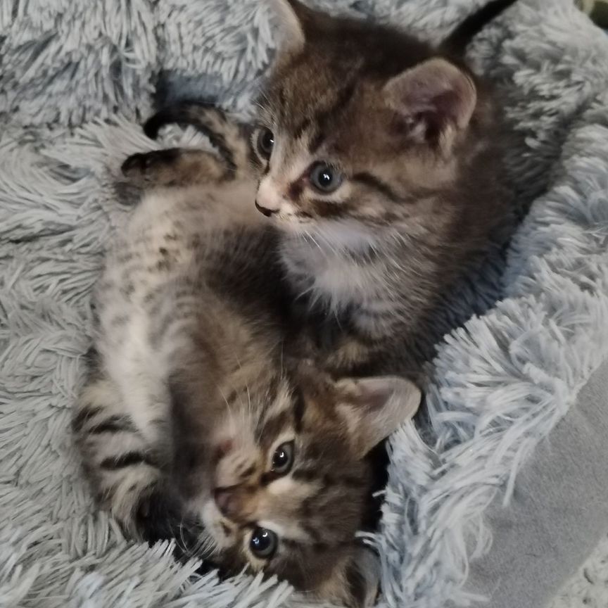 Отдам котёнка/котят в добрые руки