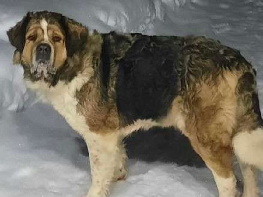 Ищем жениха