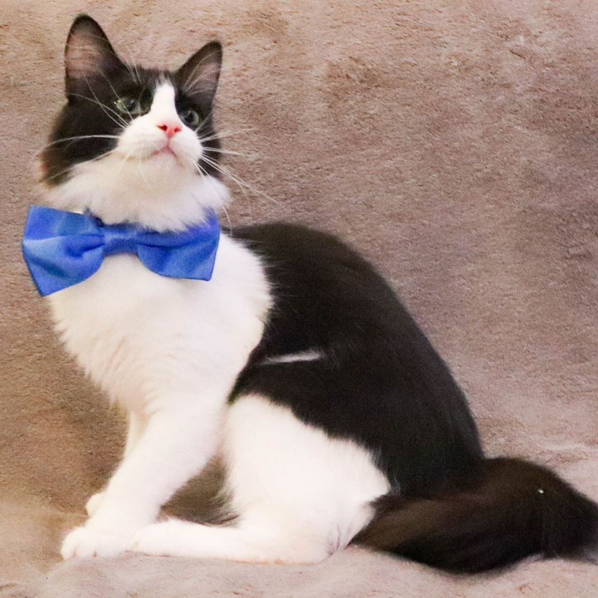 Роберт - пушистый котенок в добрые руки