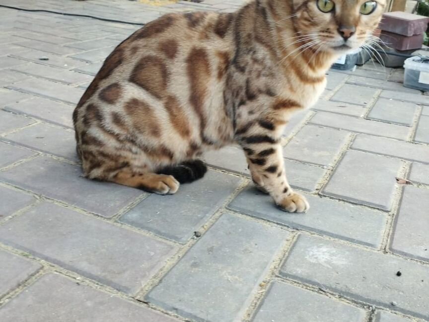 Взрослые Бенгальские кошки