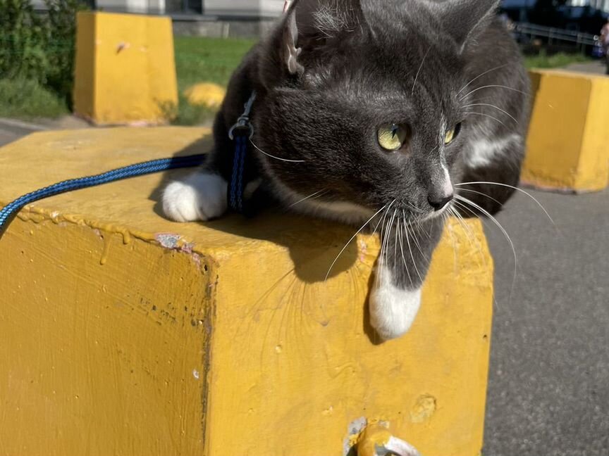 Кот леопольд