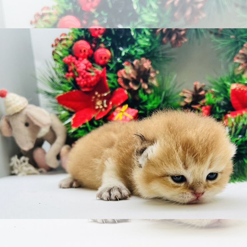 Британский короткошёрстный котёнок