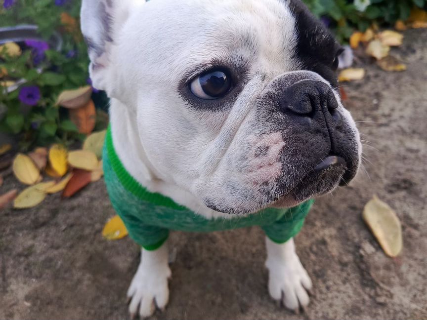 Французский бульдог отдам в добрые руки