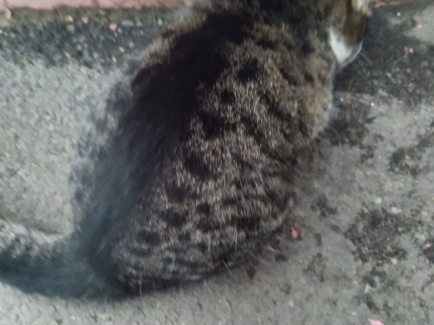 Кошка Марфа Петровна