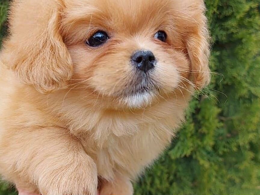 Мальтипу, кавапу, кавапом