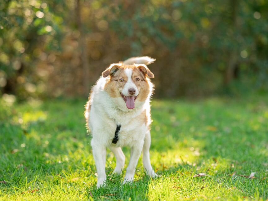Собака в добрые руки