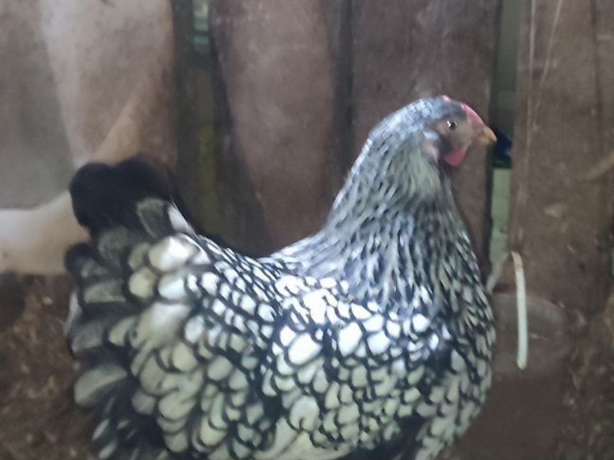 Виандот серебристый куры