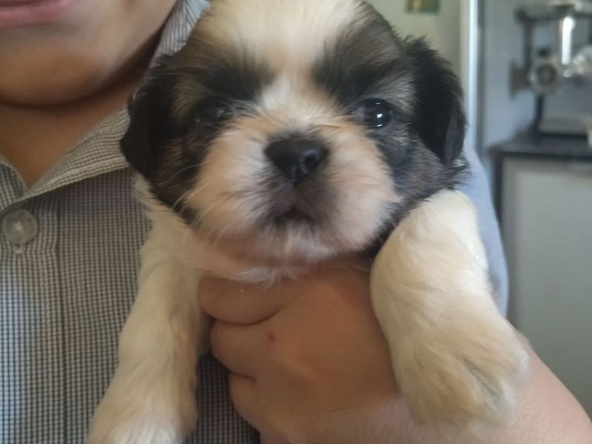 Щенки ши тцу