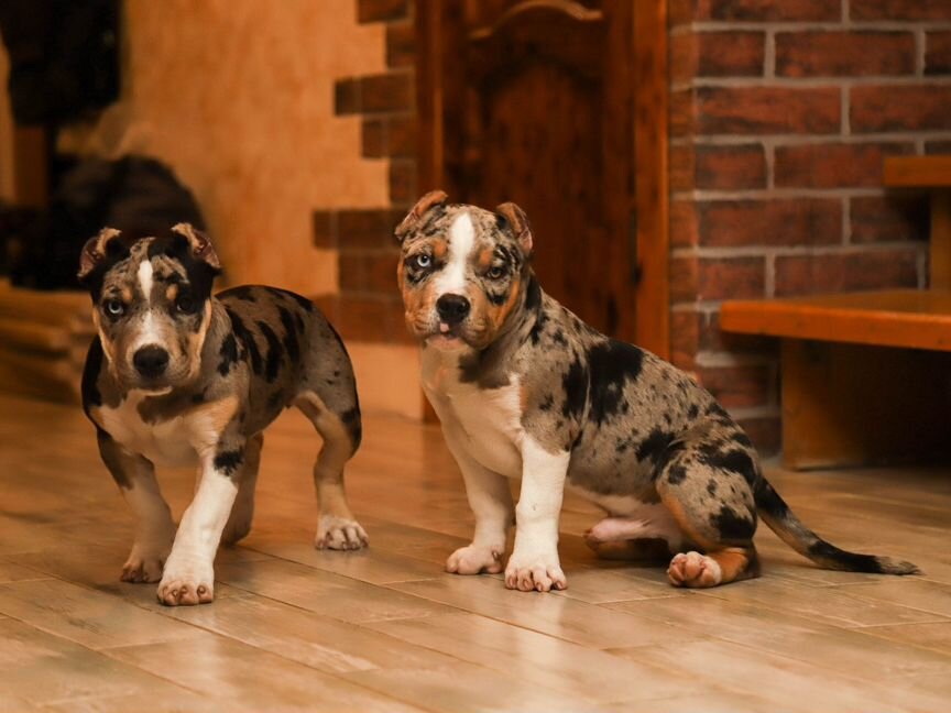 Щенки ам булли покет