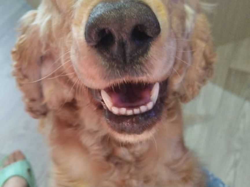 Отдам в добрые руки