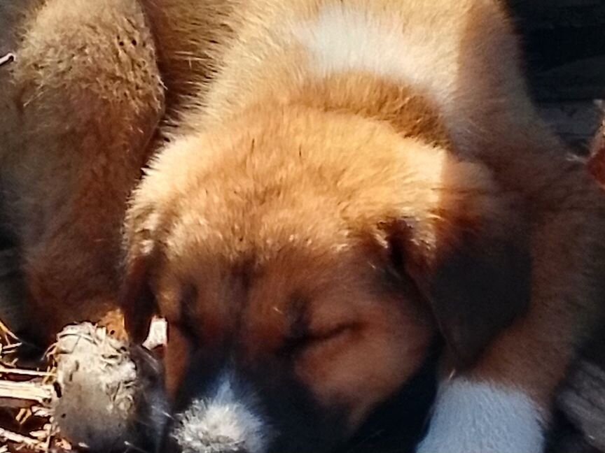 Щенки сао Алабай