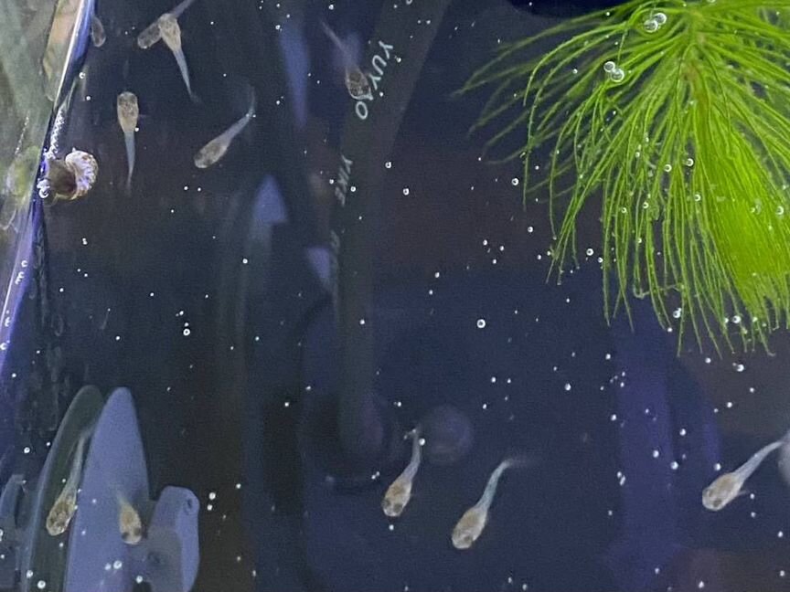 Мальки гуппи бесплатно