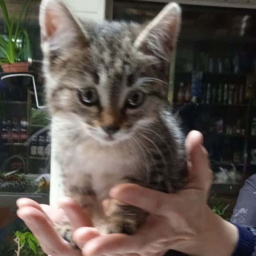 Малышка, два месяца