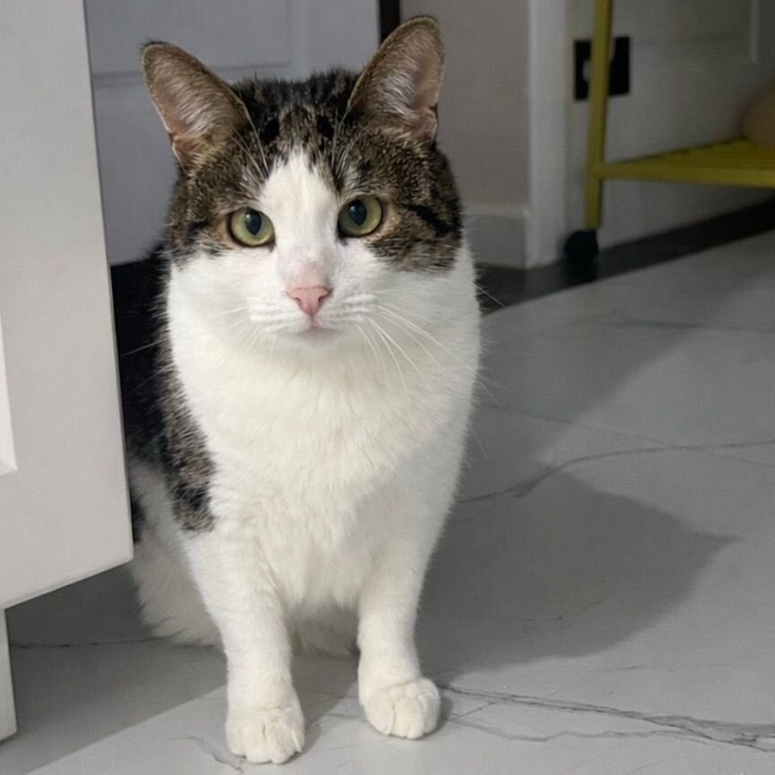 Европейская короткошёрстная, взрослая кошка