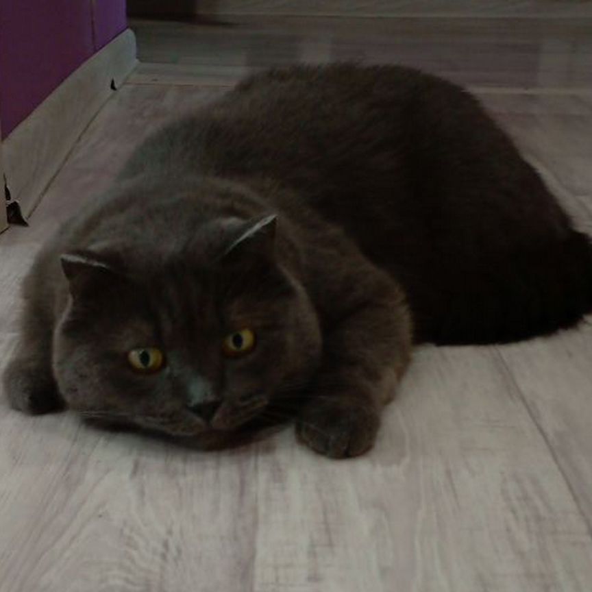 Британский короткошёрстный, взрослый кот