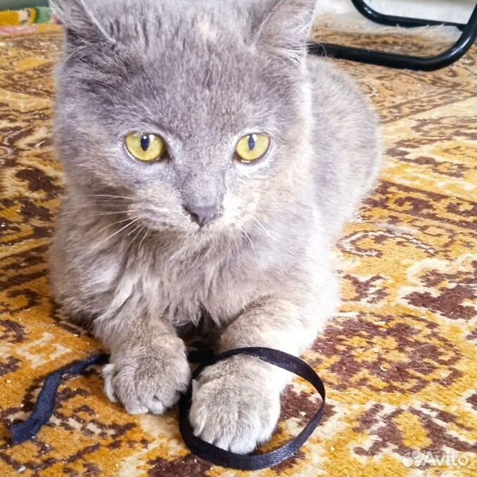 Красивая полубританочка