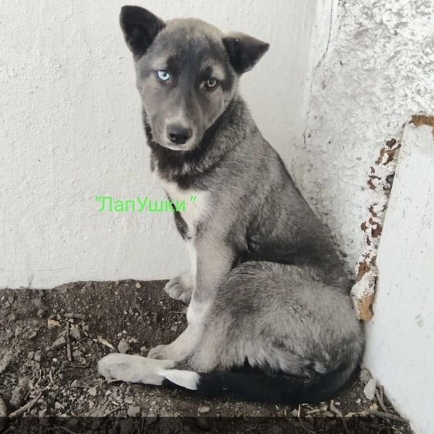 Я ищу самый лучший дом