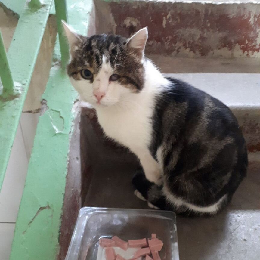 Котик ищет дом