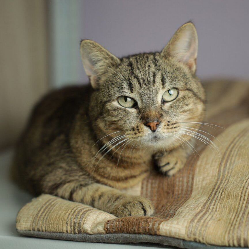 Кошка шпротик в добрые руки