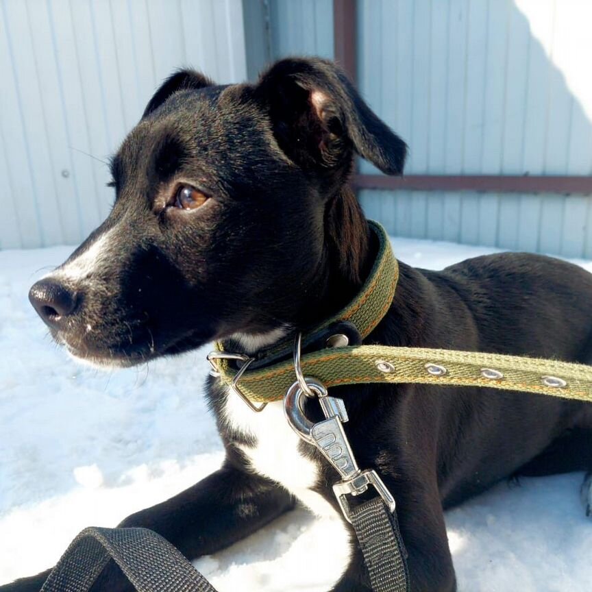 Собака в добрые руки