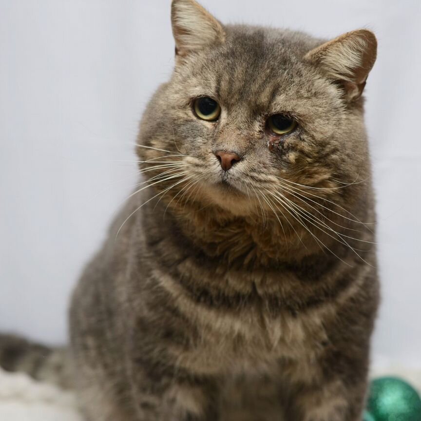 Взрослый кот в добрые руки