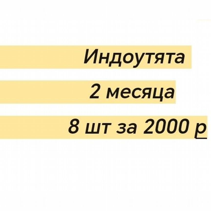 Индоутята 2 месяца
