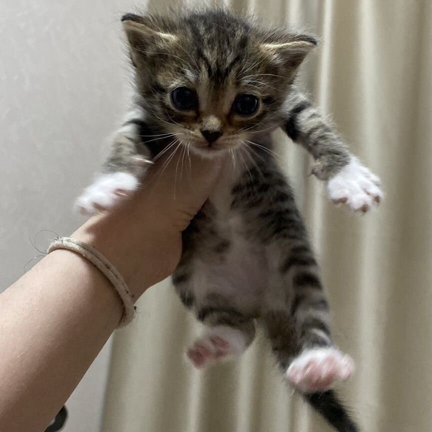 Котёнок в добрые руки