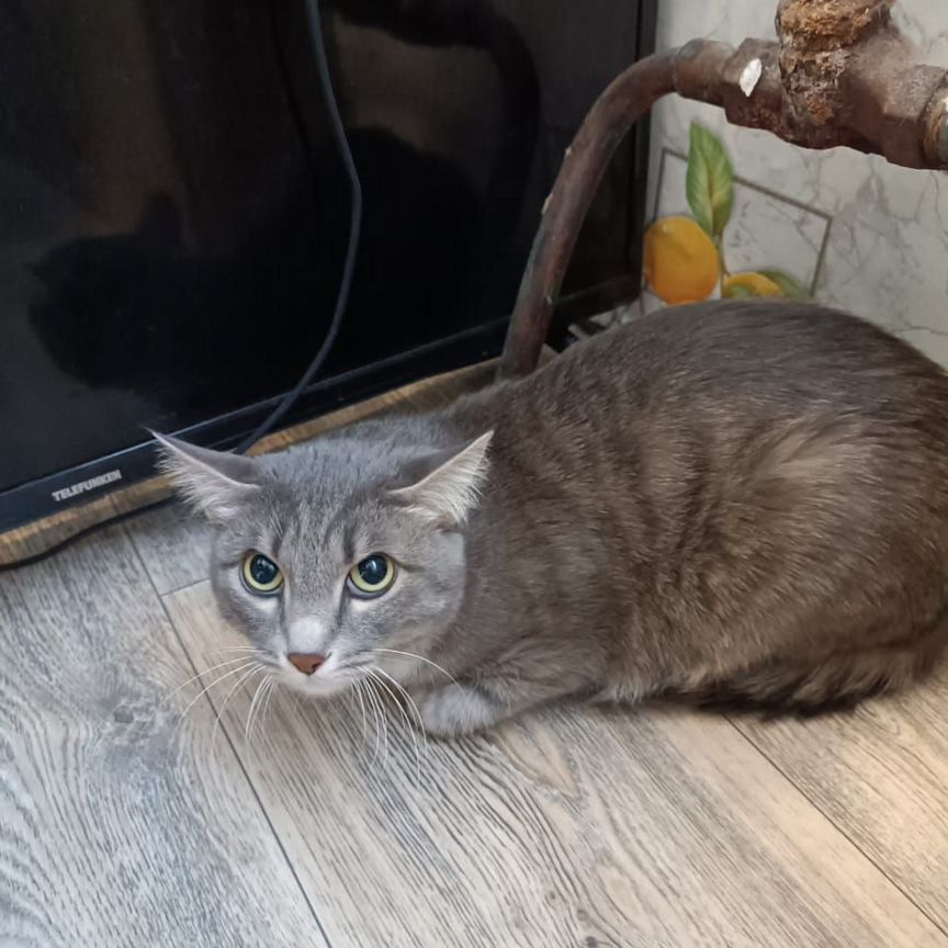 Кошка найденыш