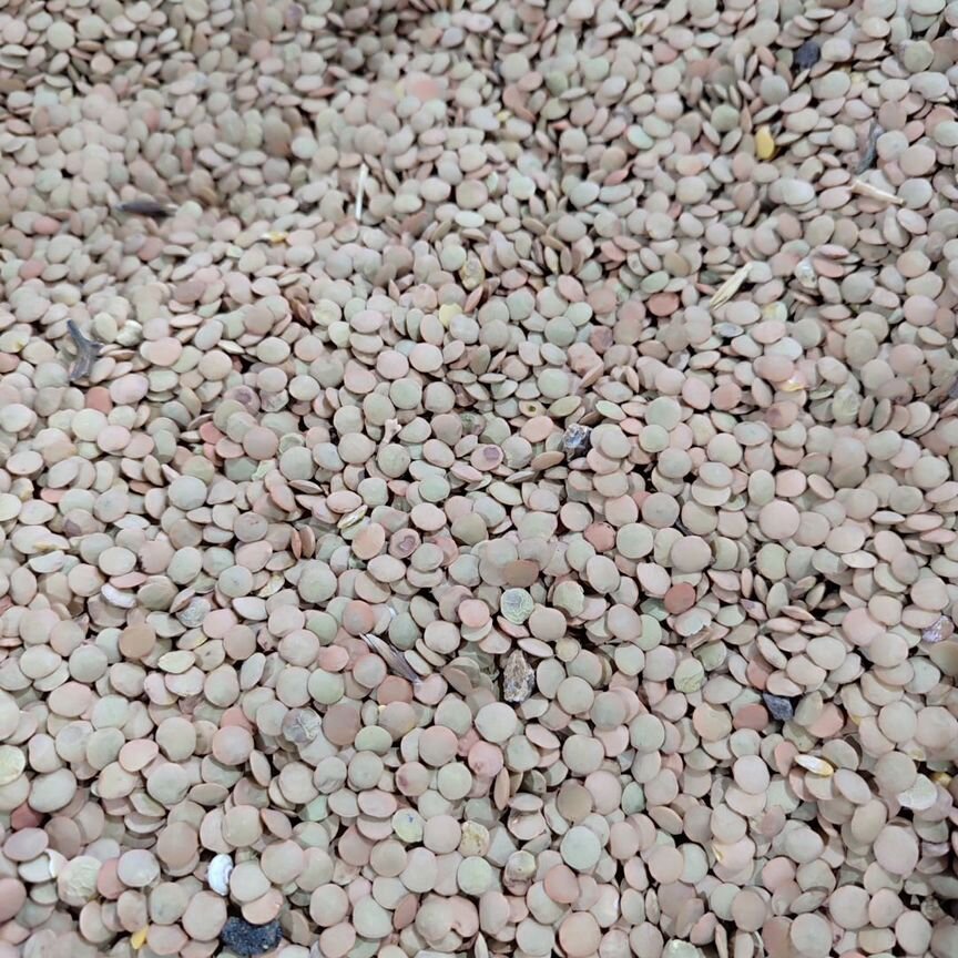 Чечевица зеленая