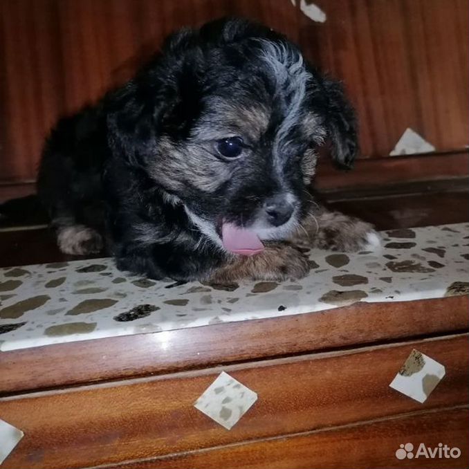 Мальчишки очаровашки