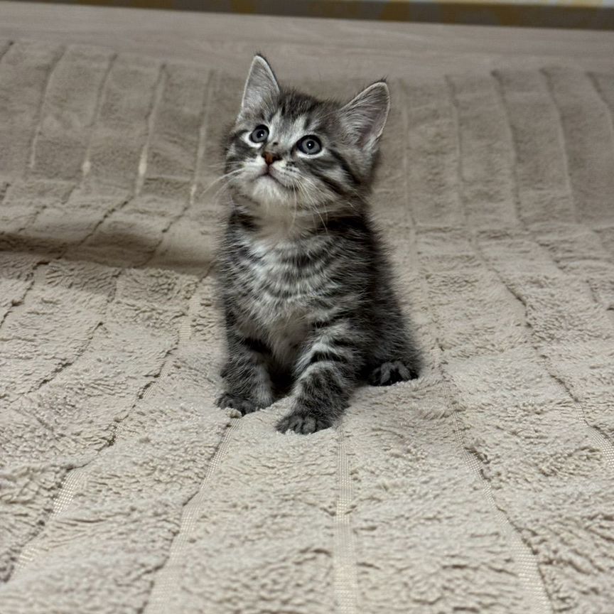 Котёнок в добрые руки