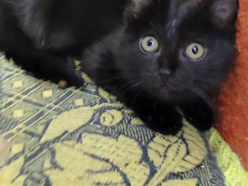 Котенок