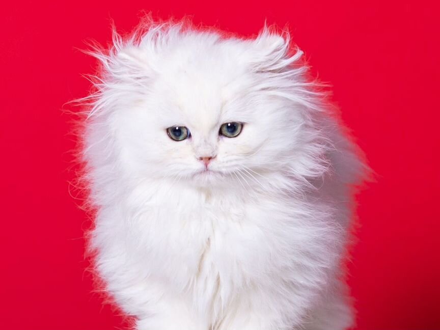 Британский золотой котенок, саншайн
