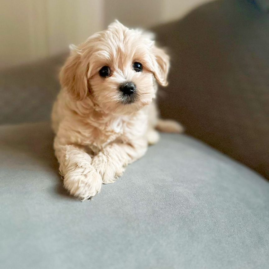 Мальтипу f1 готовы к переезду