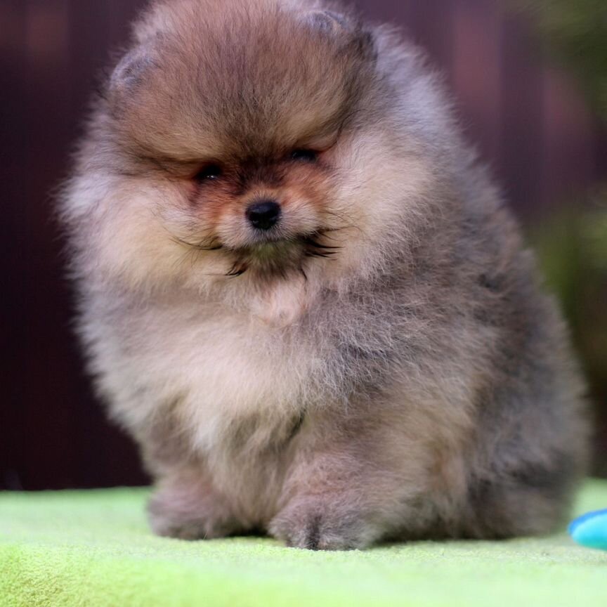 Померанский шпиц медвежьего типа