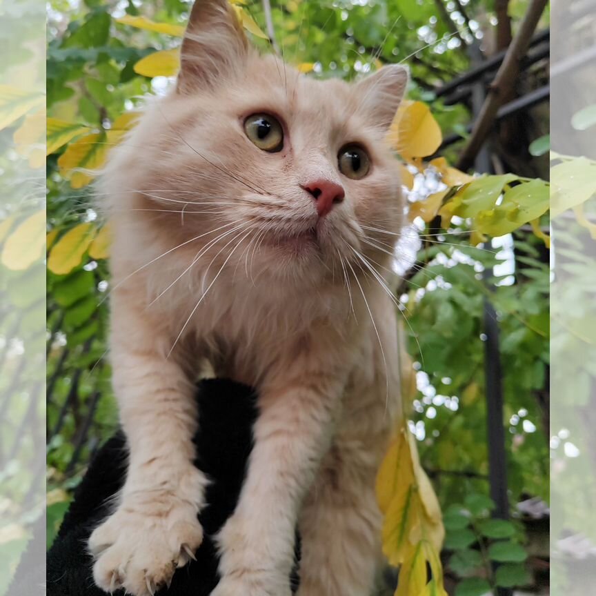 Рыжий котик