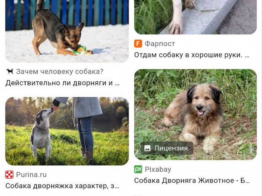 Собака в добрые руки отдам бесплатно