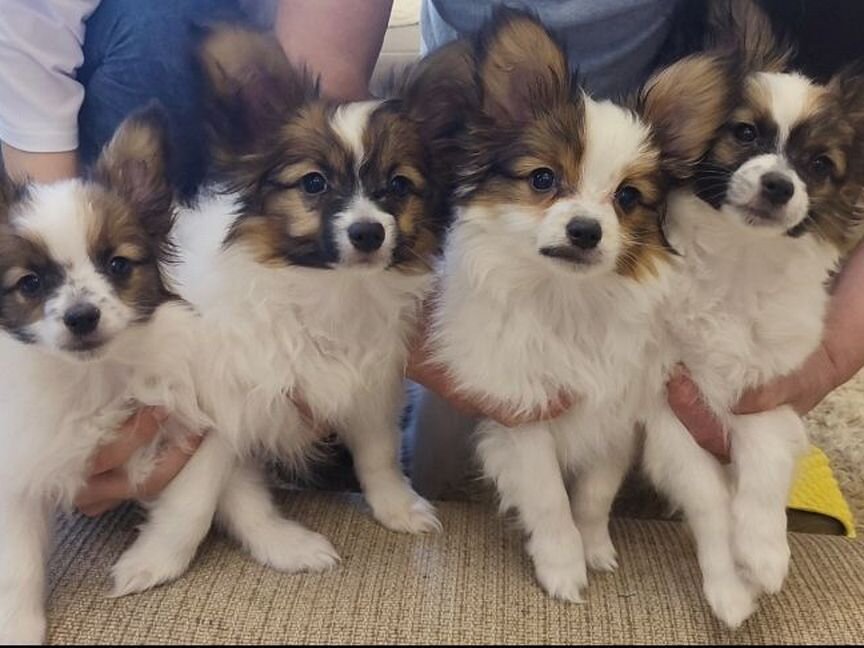 Щенки папийона