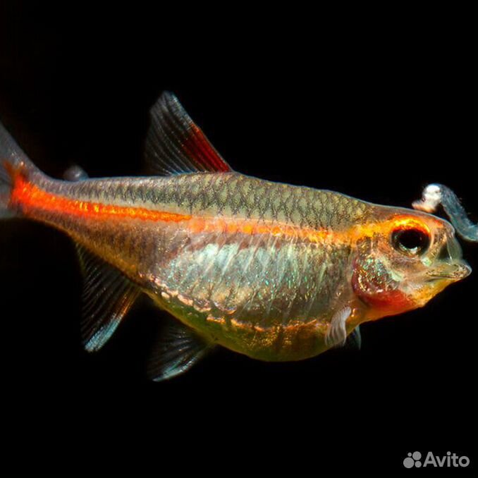 Эритрозонус (Hemigrammus Erythrozonus)