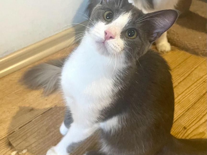 Котенок в добрые руки,Силена,7 мес