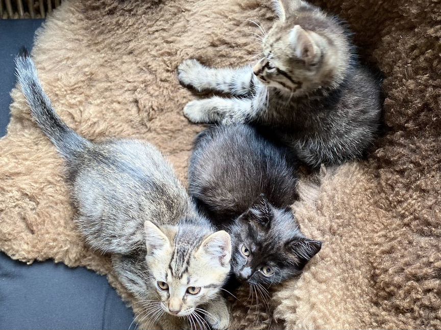 Котятки очаровательные игривые