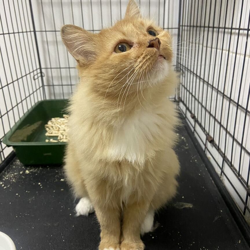 Молодая кошечка в поисках семьи