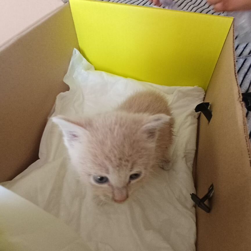 Котёнок в добрые руки